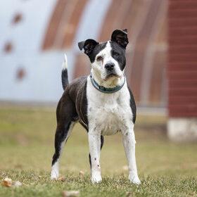 Paws and Claws Humane Society – Humane Society shelter for dogs and ...