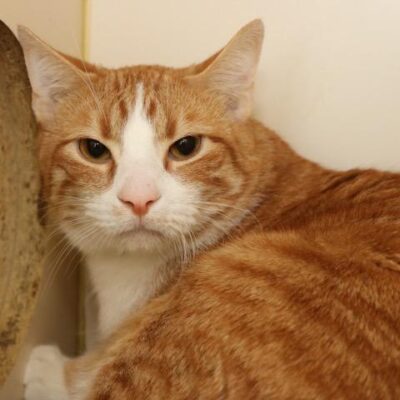 Paws and Claws Humane Society – Humane Society shelter for dogs and ...